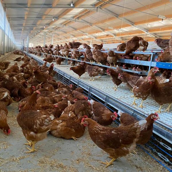 Galline allevate a terra | Fattorie Piemonte